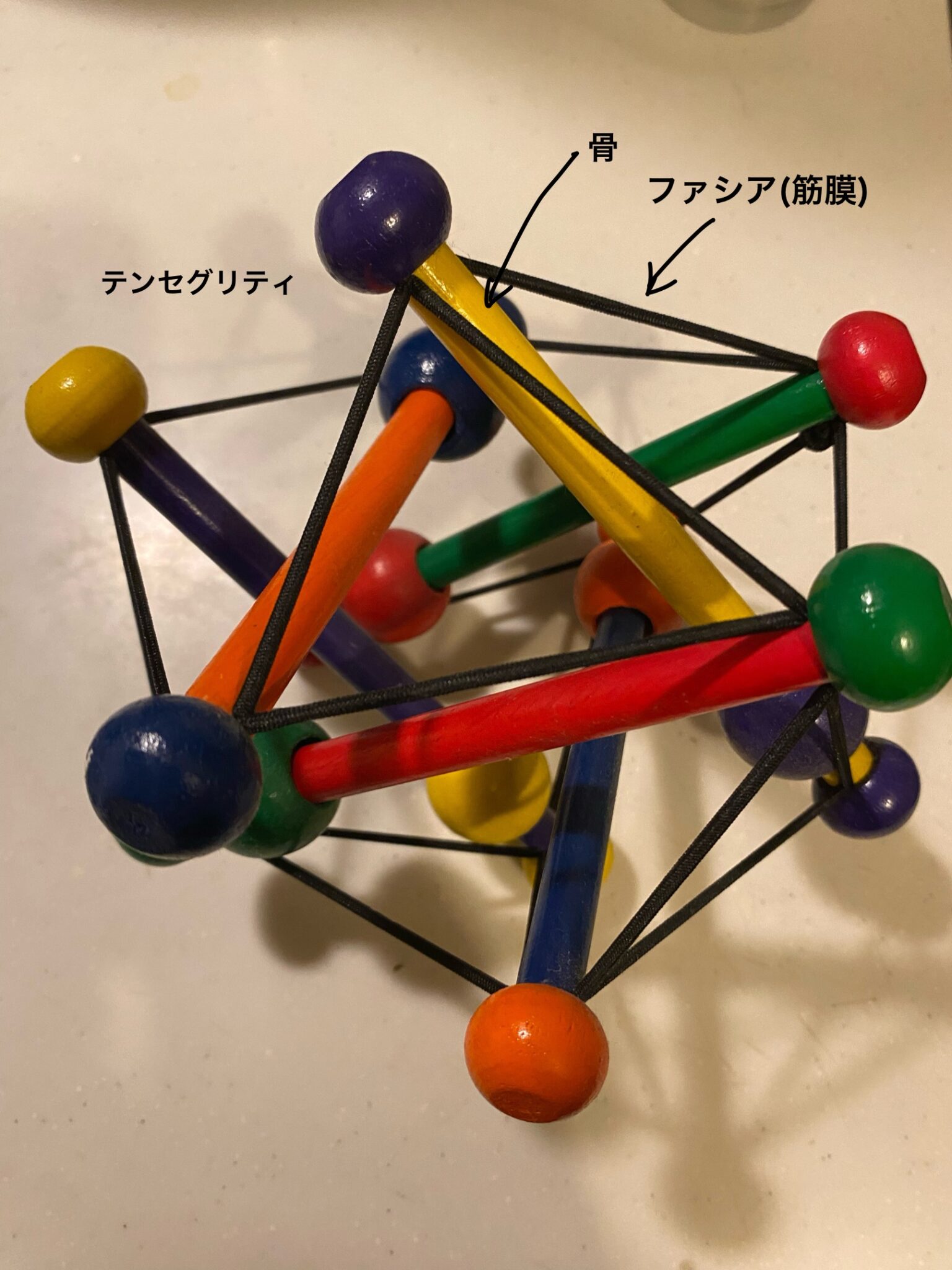 「筋膜の癒着やこわばりはこう見分ける！自分でできるチェック法と整え方」 - 拝志フィジカルセラピー Fascia lab(ファシアラボ)