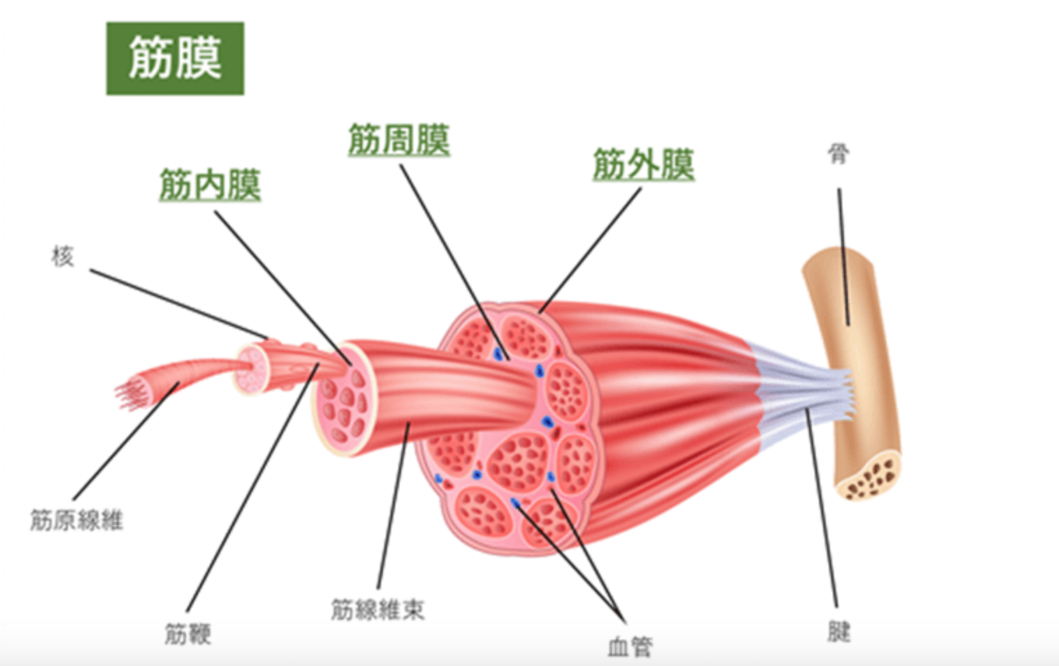 ファシア(筋膜)とは？初心者にもわかりやすい「筋膜の基礎知識」 - 拝志フィジカルセラピー Fascia lab(ファシアラボ)