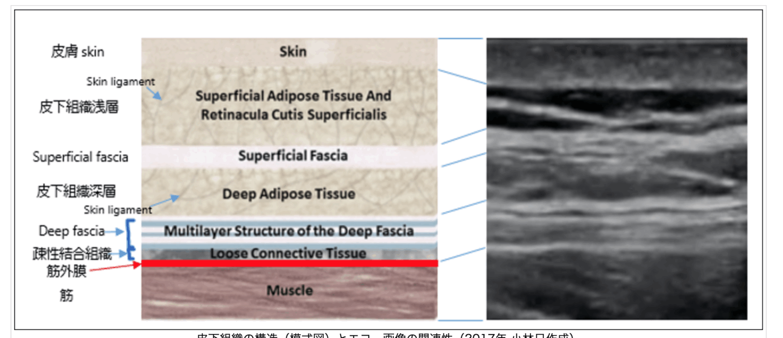 ファシア(筋膜)とは？初心者にもわかりやすい「筋膜の基礎知識」 - 拝志フィジカルセラピー Fascia lab(ファシアラボ)